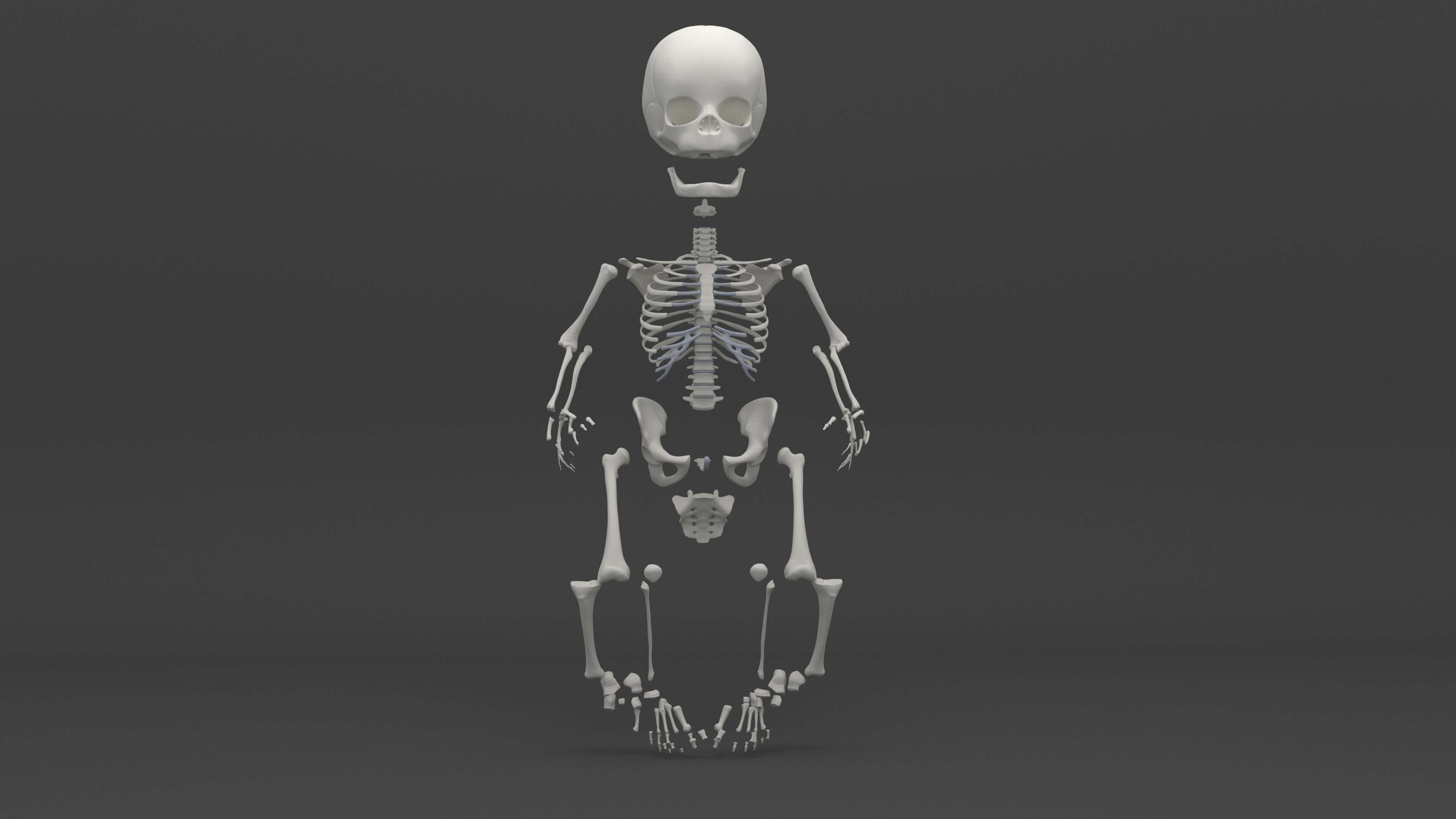 Infant 3D Model (Baby and Full Skeleton) by 3dcraft