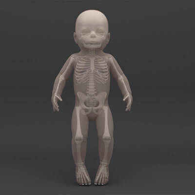 Infant 3D Model (Baby and Full Skeleton) by 3dcraft