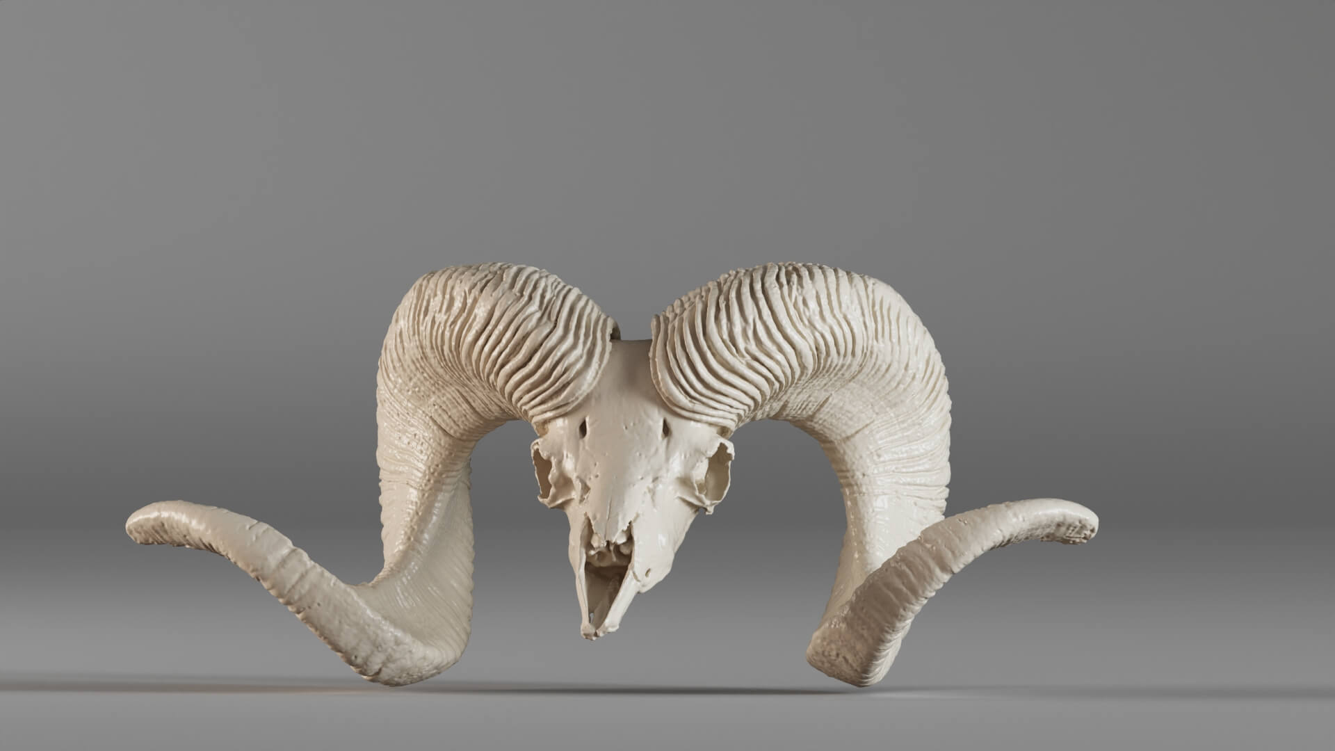 001566 3D Scan of a Ram Skull by 3DFarm