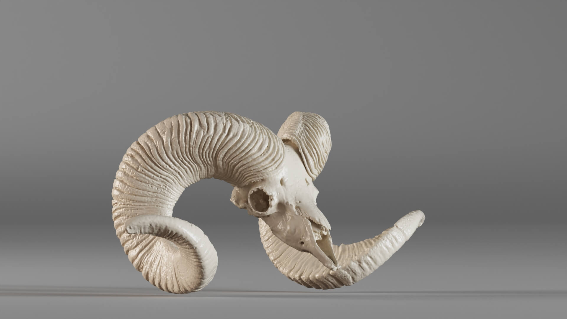 001566 3D Scan of a Ram Skull by 3DFarm