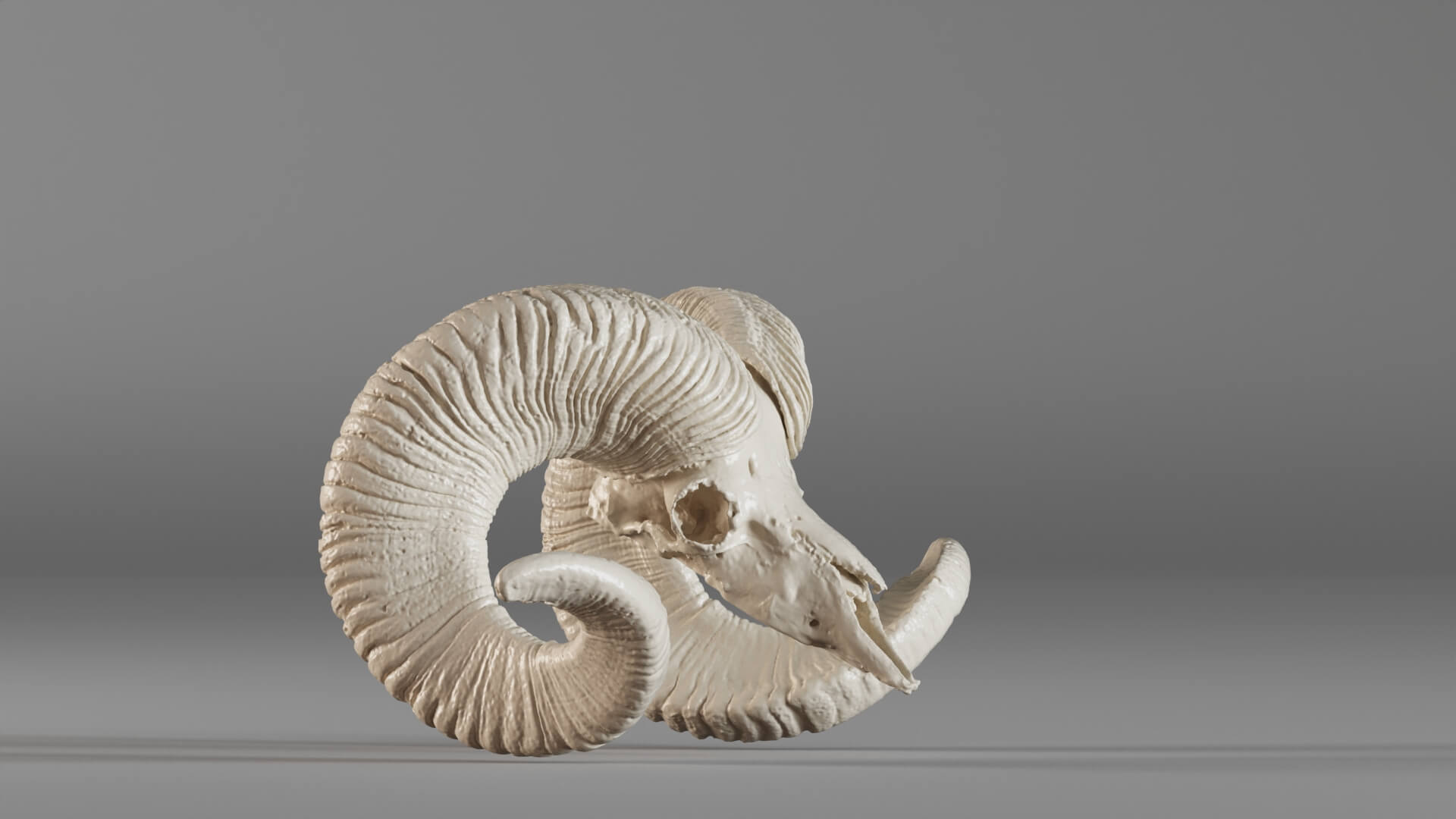 001566 3D Scan of a Ram Skull by 3DFarm