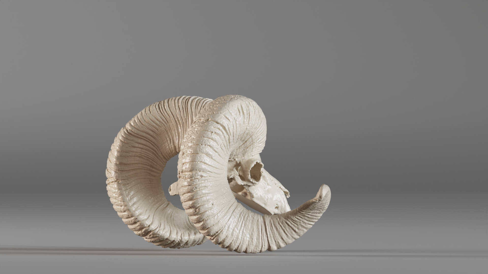 001566 3D Scan of a Ram Skull by 3DFarm