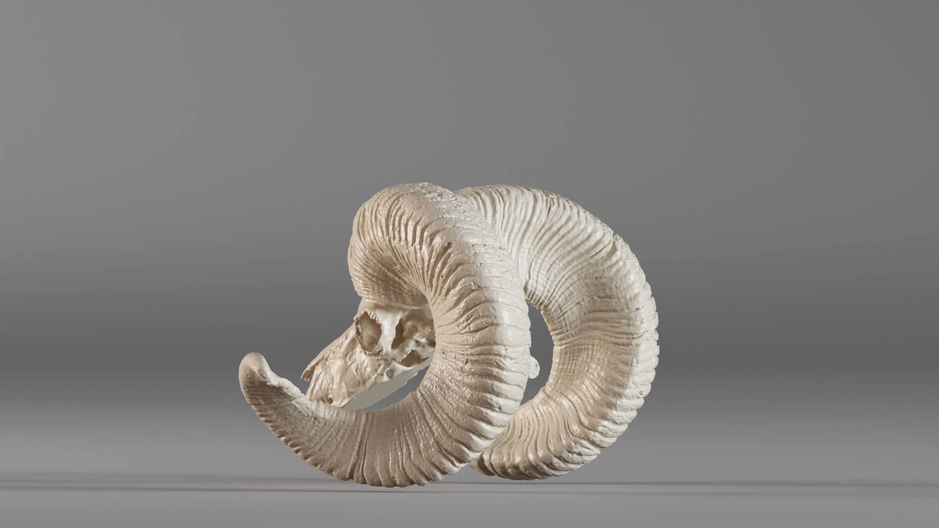 001566 3D Scan of a Ram Skull by 3DFarm