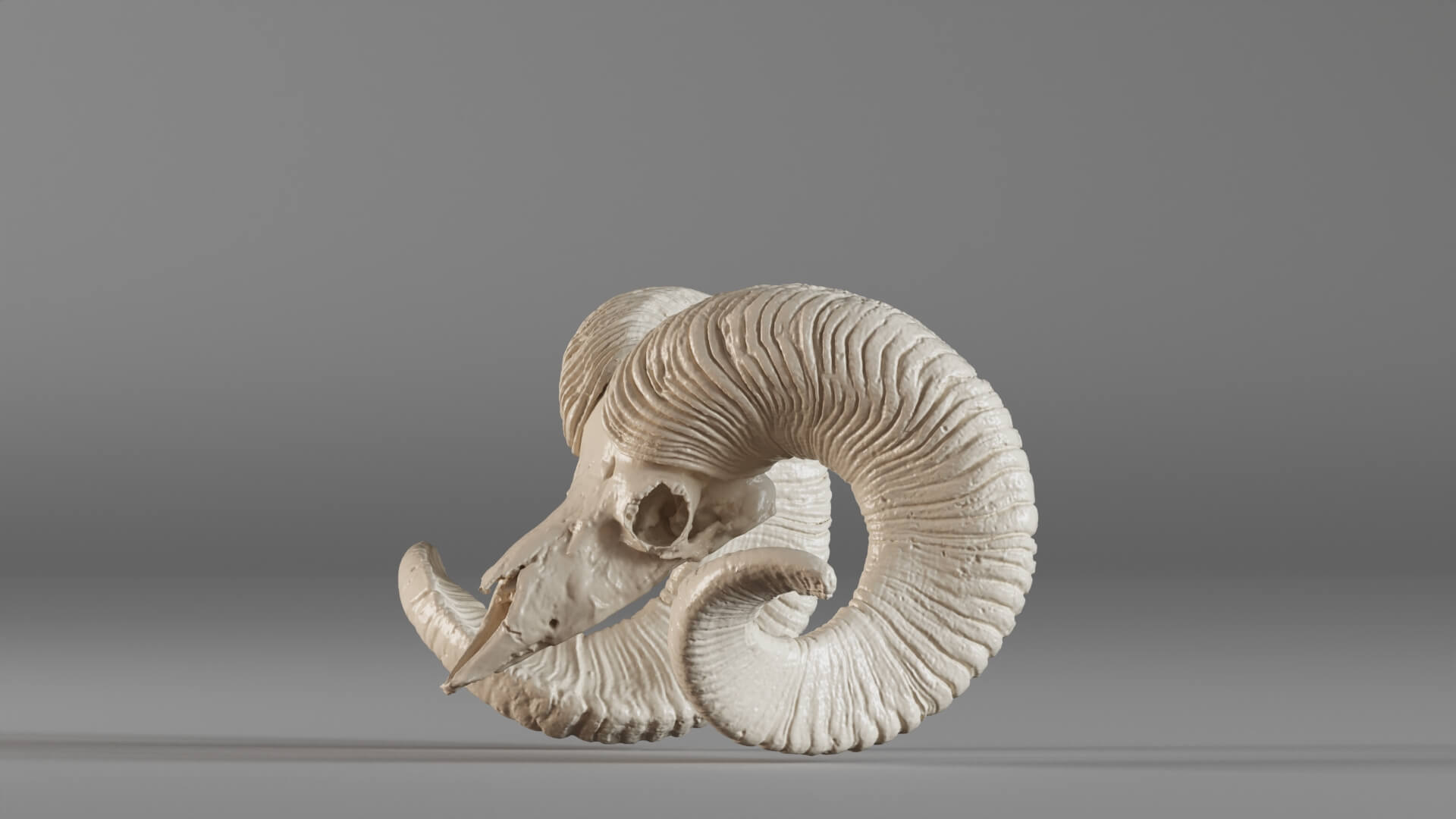 001566 3D Scan of a Ram Skull by 3DFarm