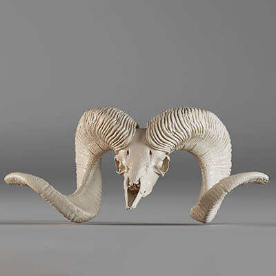 001566 3D Scan of a Ram Skull by 3DFarm
