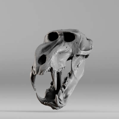 001584 Baboon Skull - 3D Model by 3DFarm