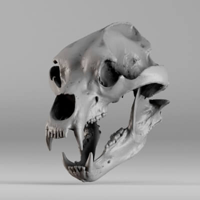 001645 Brown Bear Skull – Ultra-Realistic 3D Scan by 3DFarm