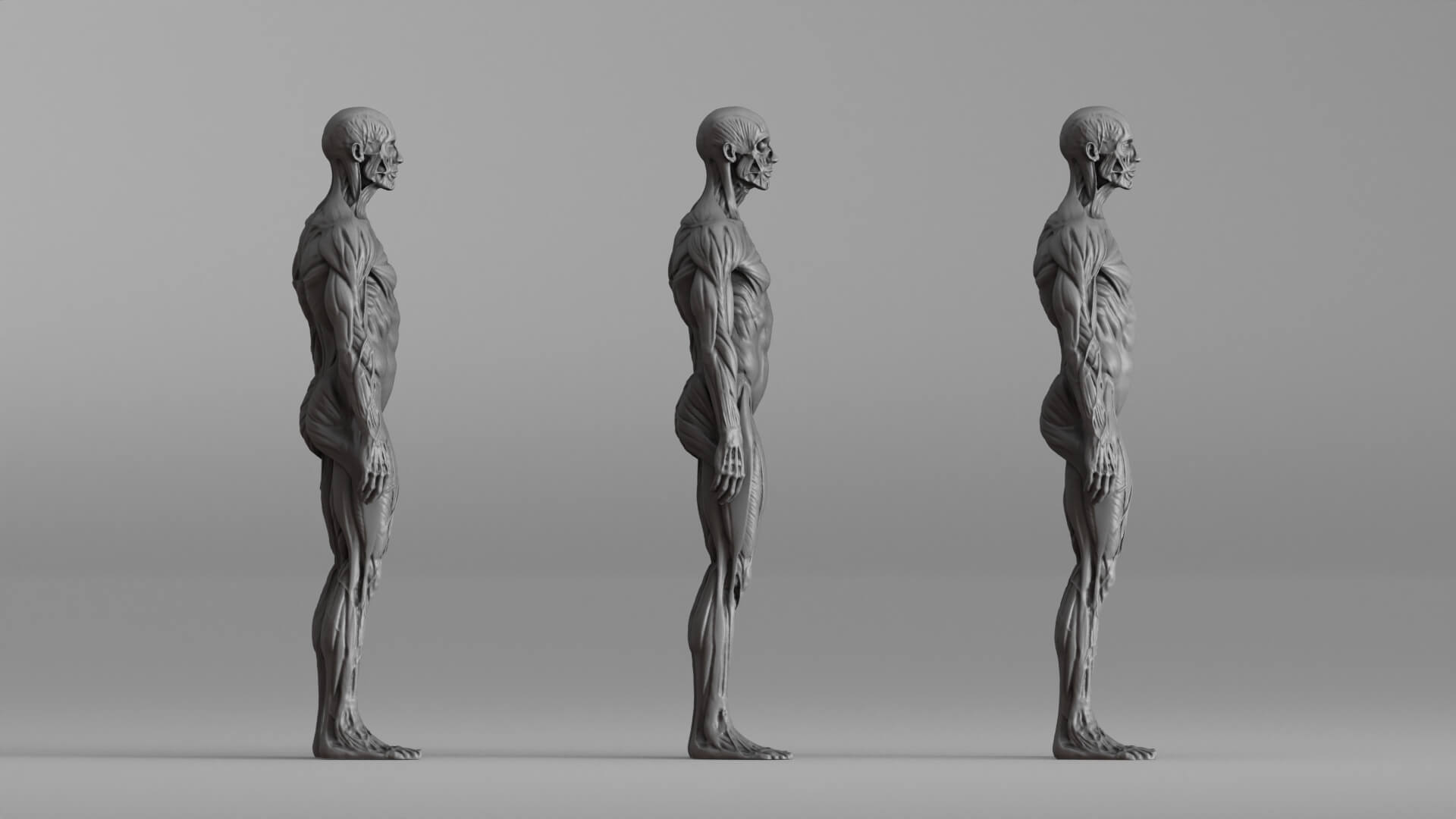 S00041 Human Anatomy Model - Muscular System by 3DFarm