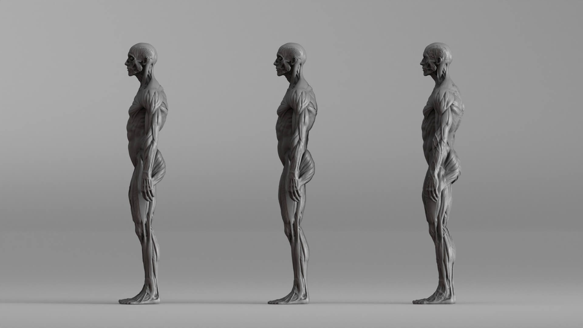 S00041 Human Anatomy Model - Muscular System by 3DFarm