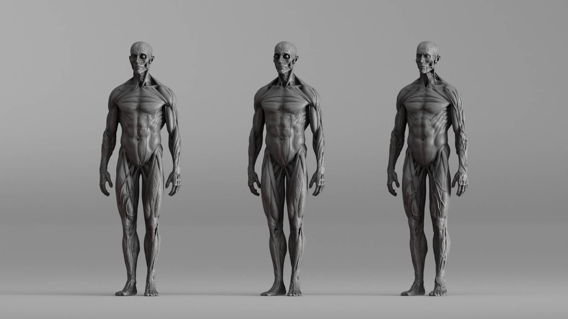S00041 Human Anatomy Model - Muscular System by 3DFarm