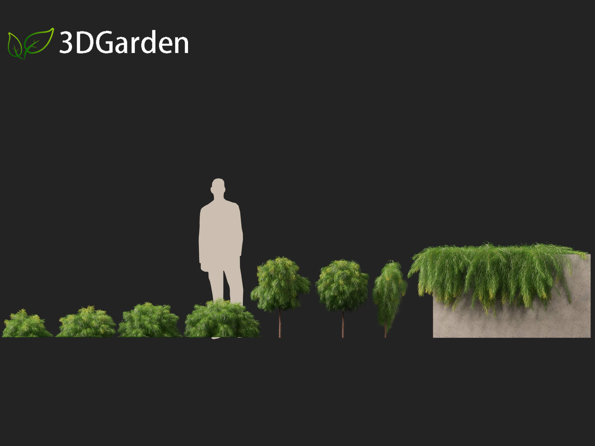 Acacia Cognata Limelight – River Wattle - 3D Model by 3dgardenplants