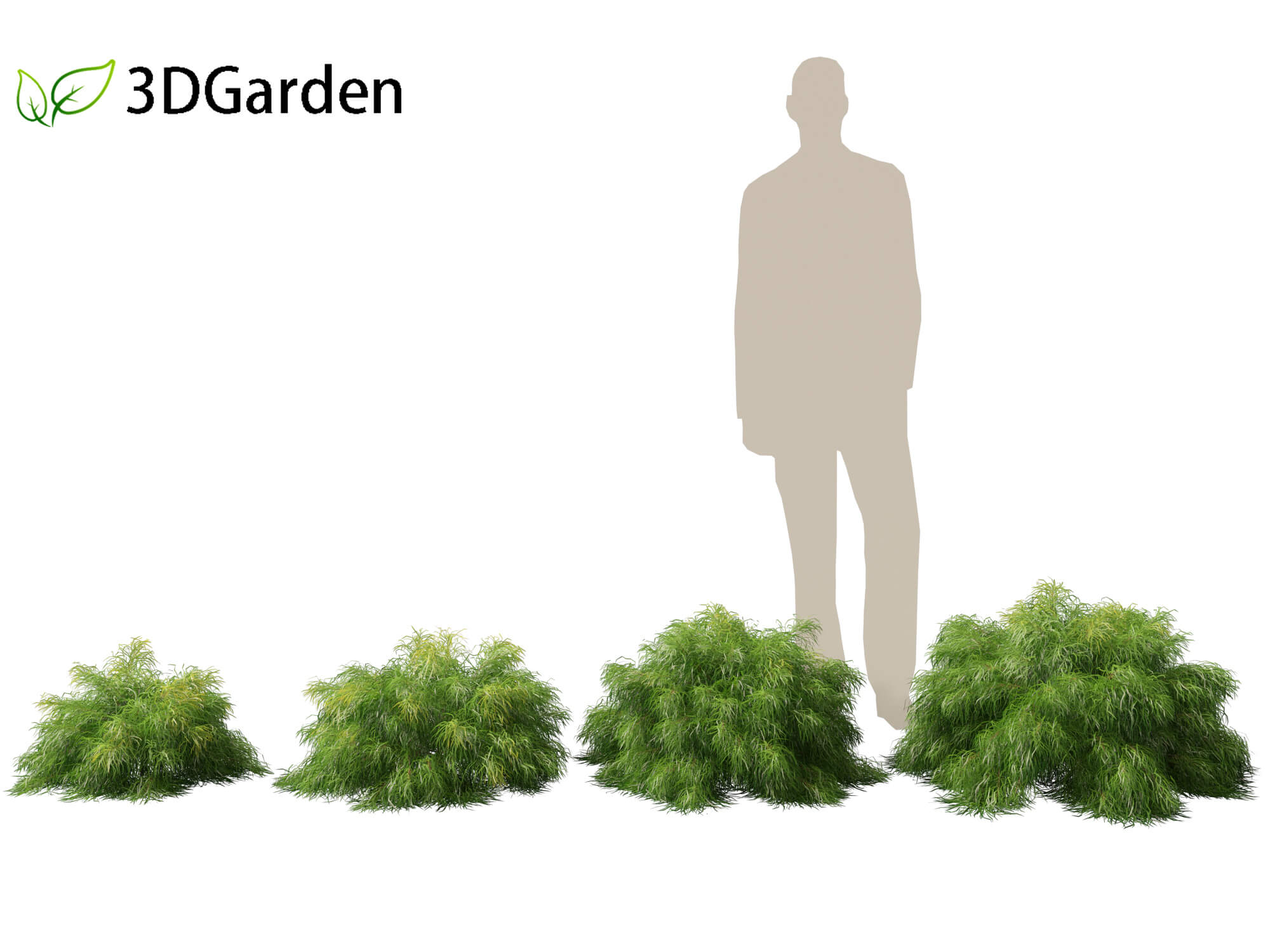 Acacia Cognata Limelight – River Wattle - 3D Model by 3dgardenplants