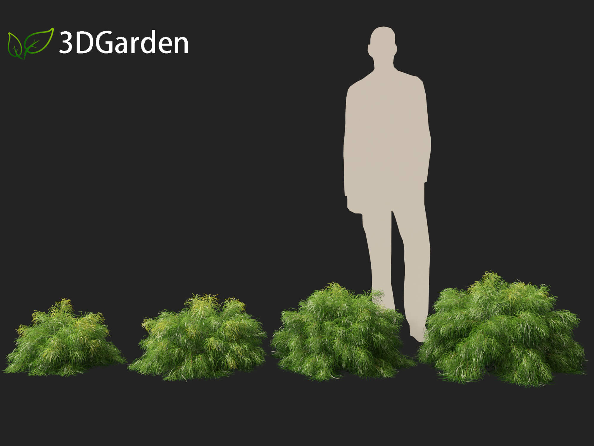 Acacia Cognata Limelight – River Wattle - 3D Model by 3dgardenplants