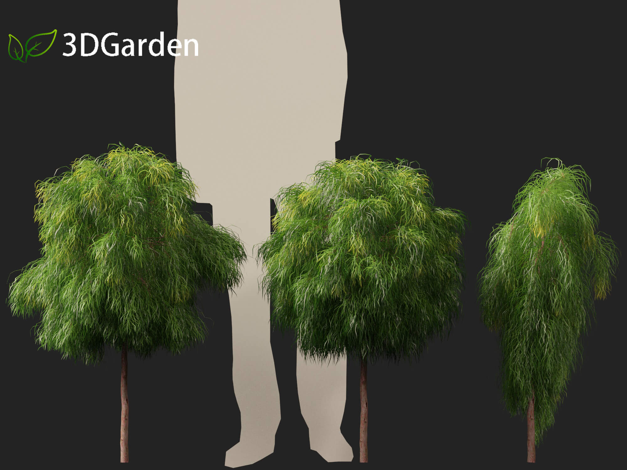 Acacia Cognata Limelight – River Wattle - 3D Model by 3dgardenplants