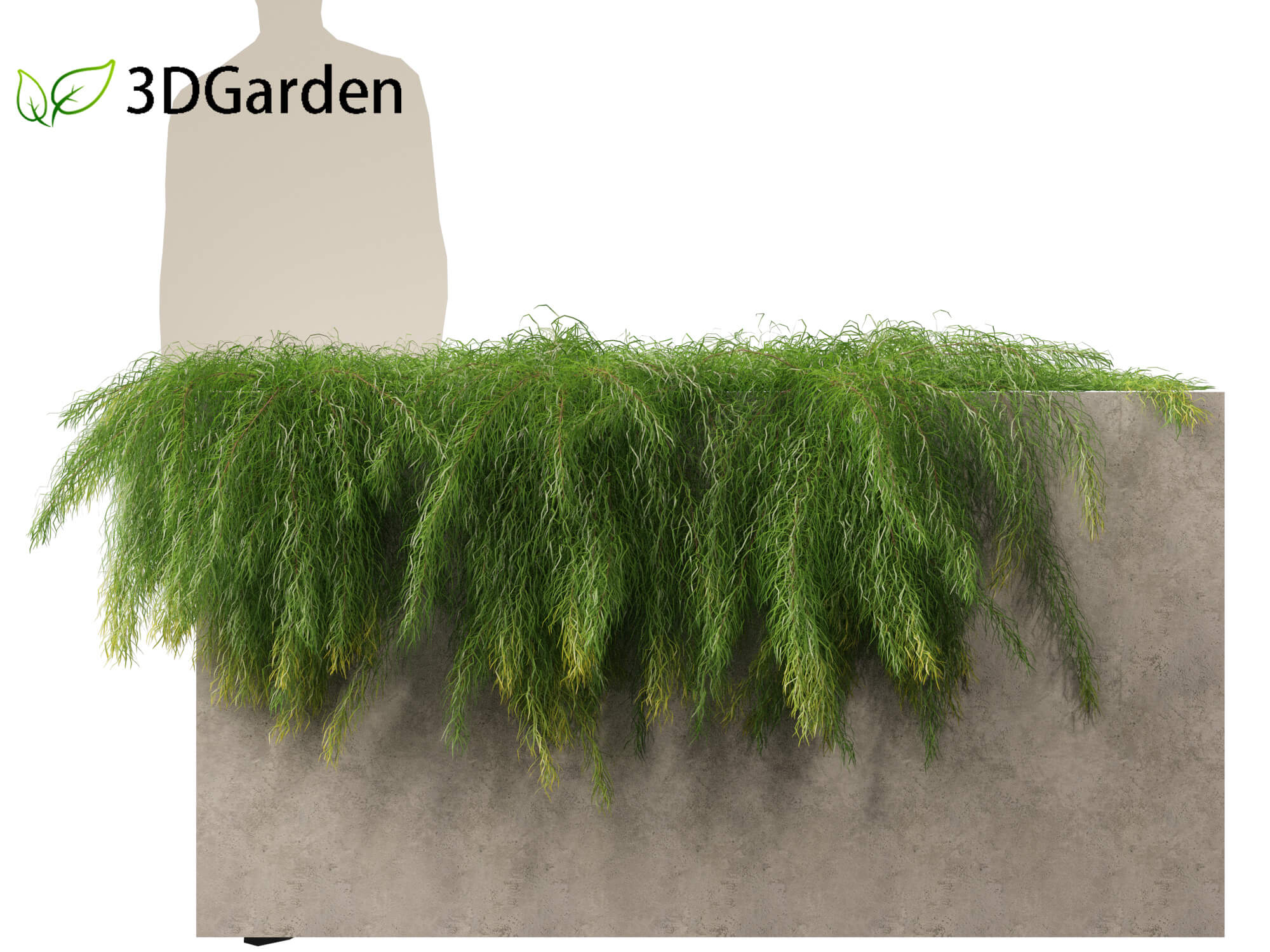 Acacia Cognata Limelight – River Wattle - 3D Model by 3dgardenplants