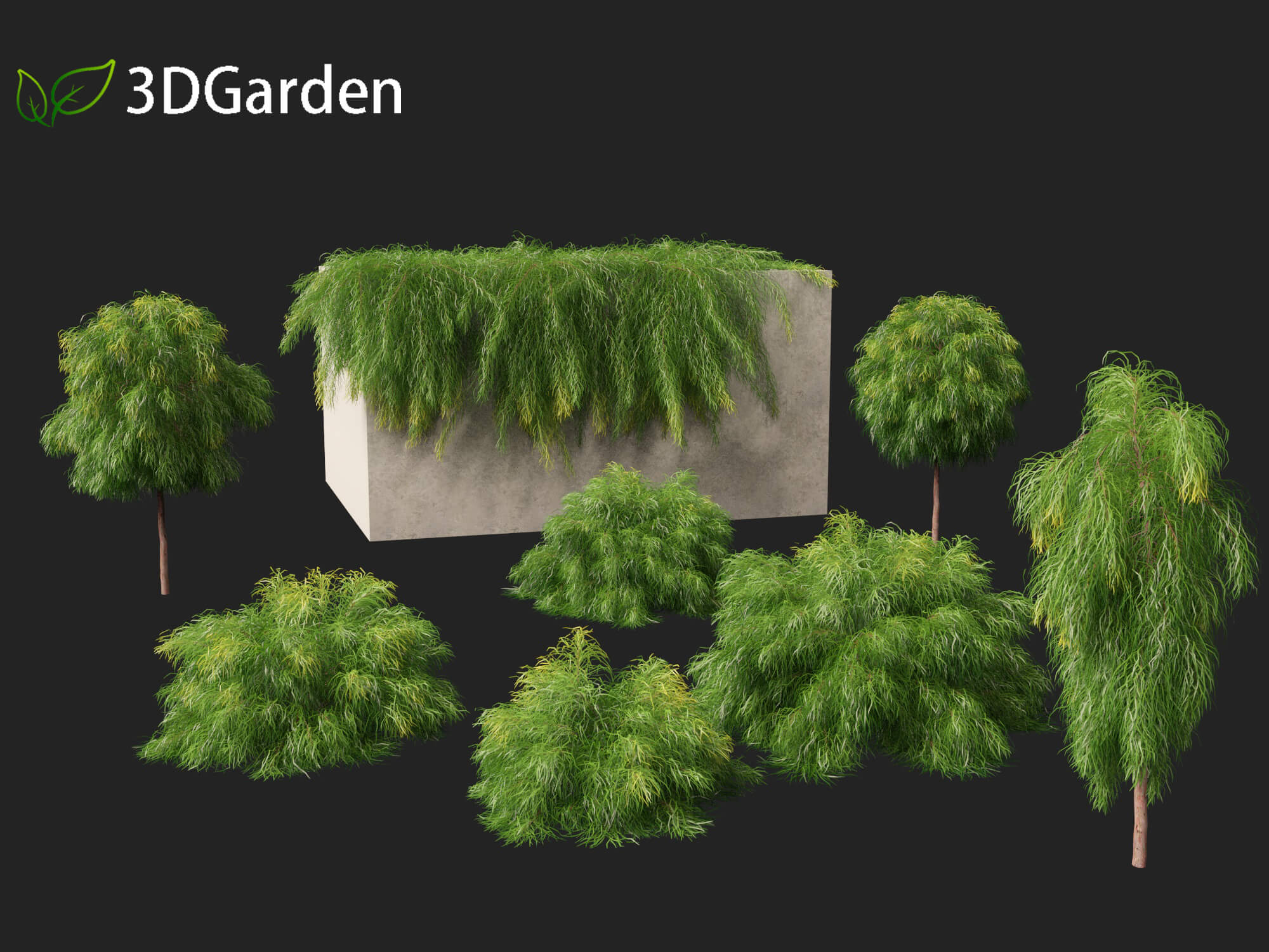 Acacia Cognata Limelight – River Wattle - 3D Model by 3dgardenplants