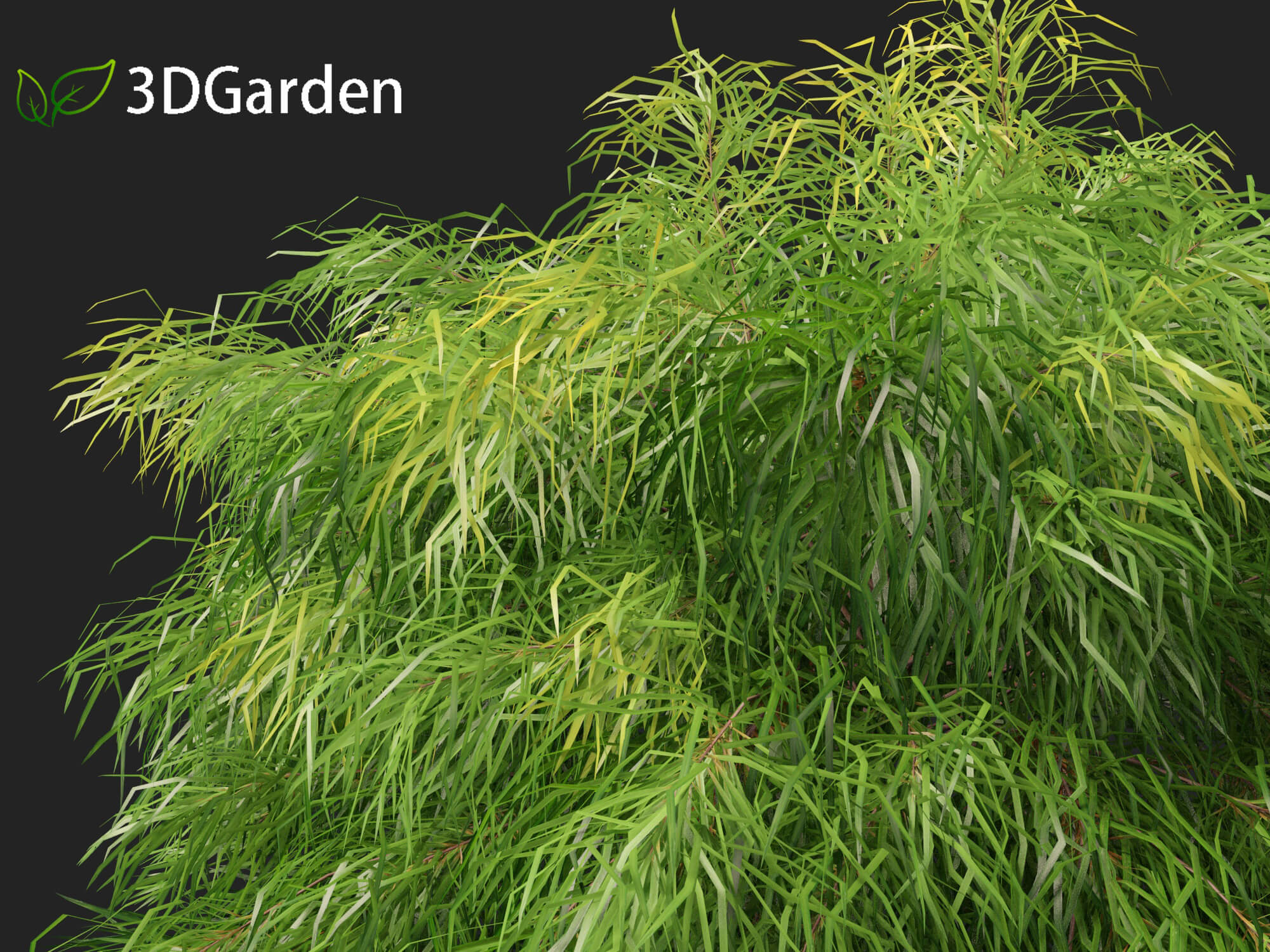 Acacia Cognata Limelight – River Wattle - 3D Model by 3dgardenplants