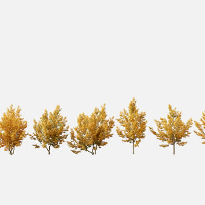 3D Models | Trees | Maple Trees | RenderHub