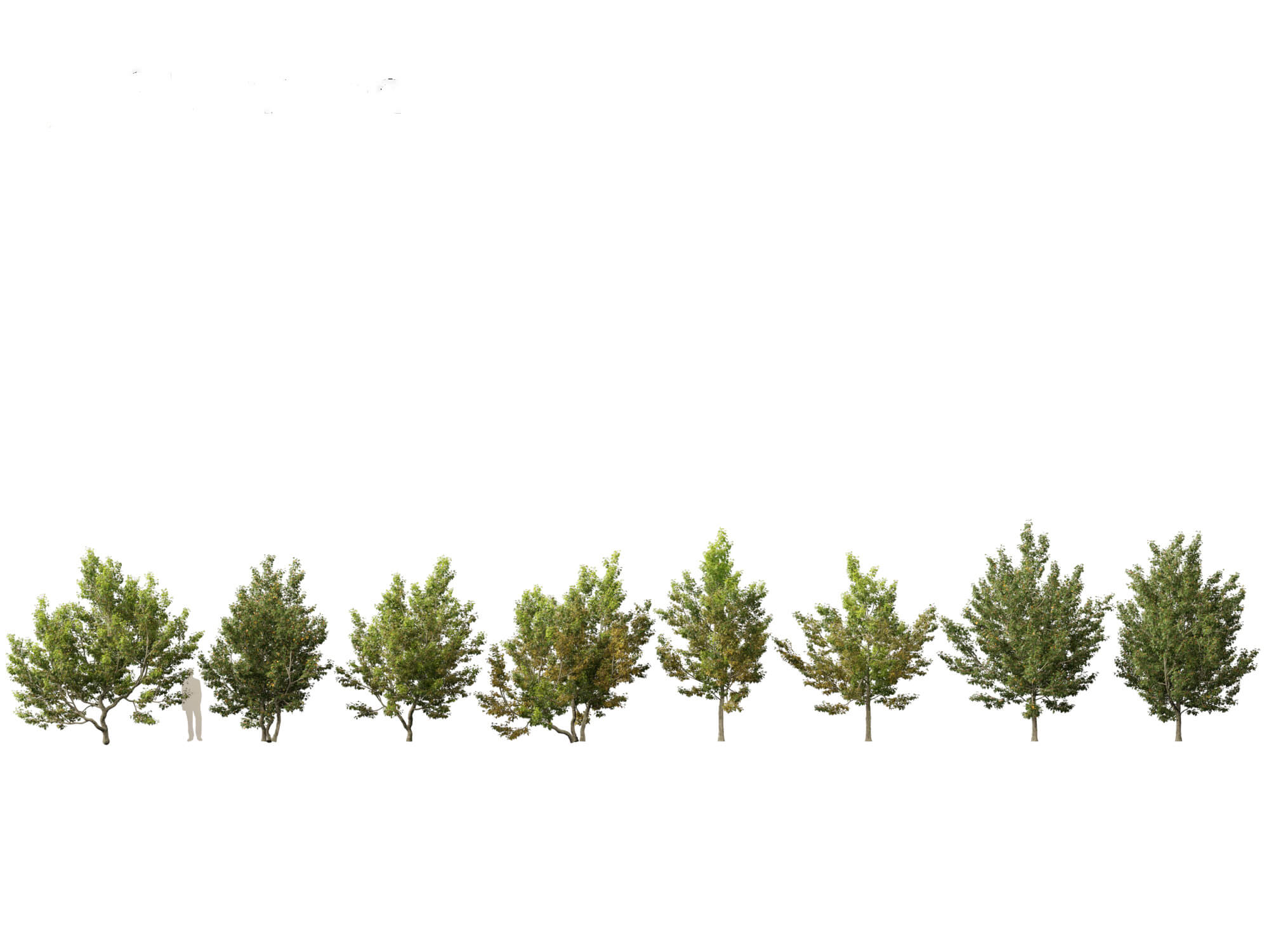 Acer Campestre - Hedge Maple 02 3D Model by 3dgardenplants