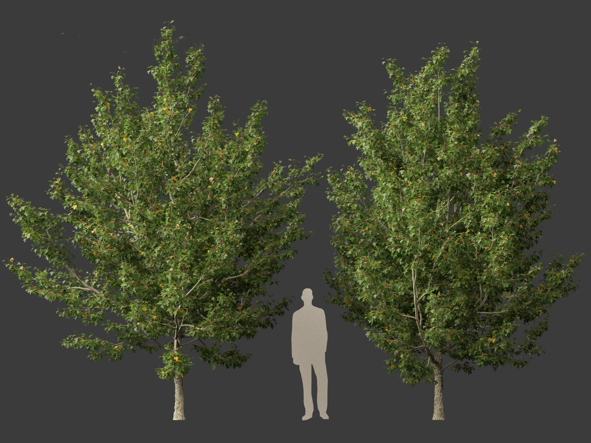 Acer Campestre - Hedge Maple 02 3D Model by 3dgardenplants
