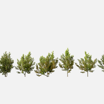 3D Models | Trees | Maple Trees | RenderHub