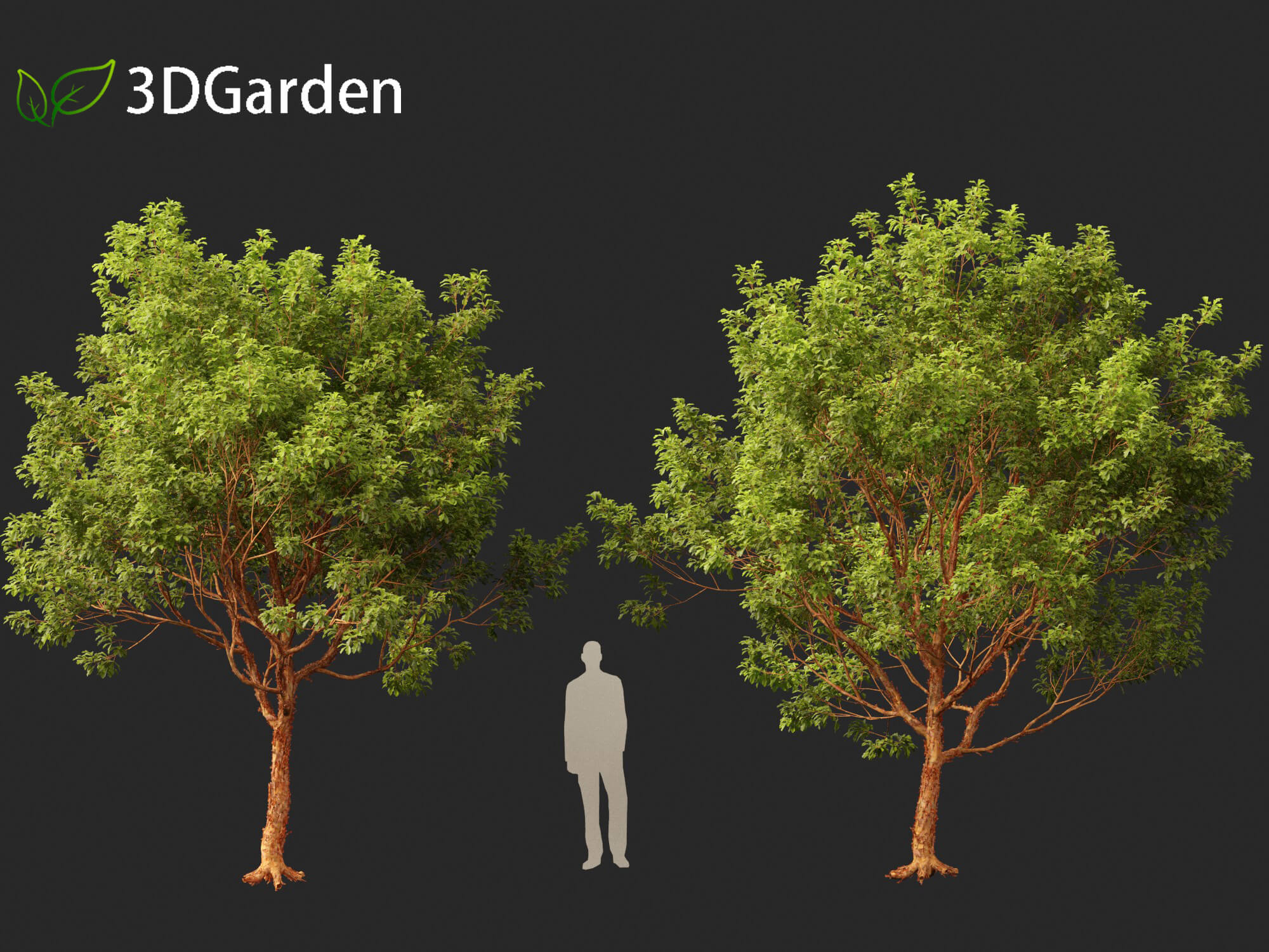 Acer Griseum - Paperbark Maple 01 3D Model by 3dgardenplants