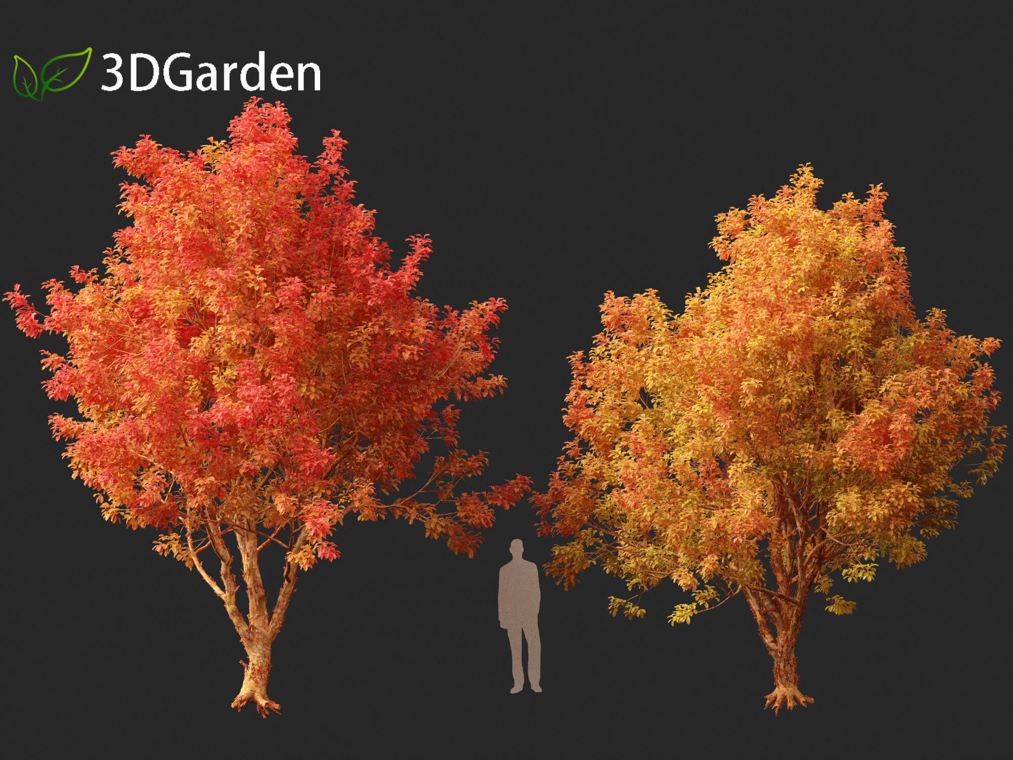 Acer Griseum - Paperbark Maple 02 3D Model by 3dgardenplants