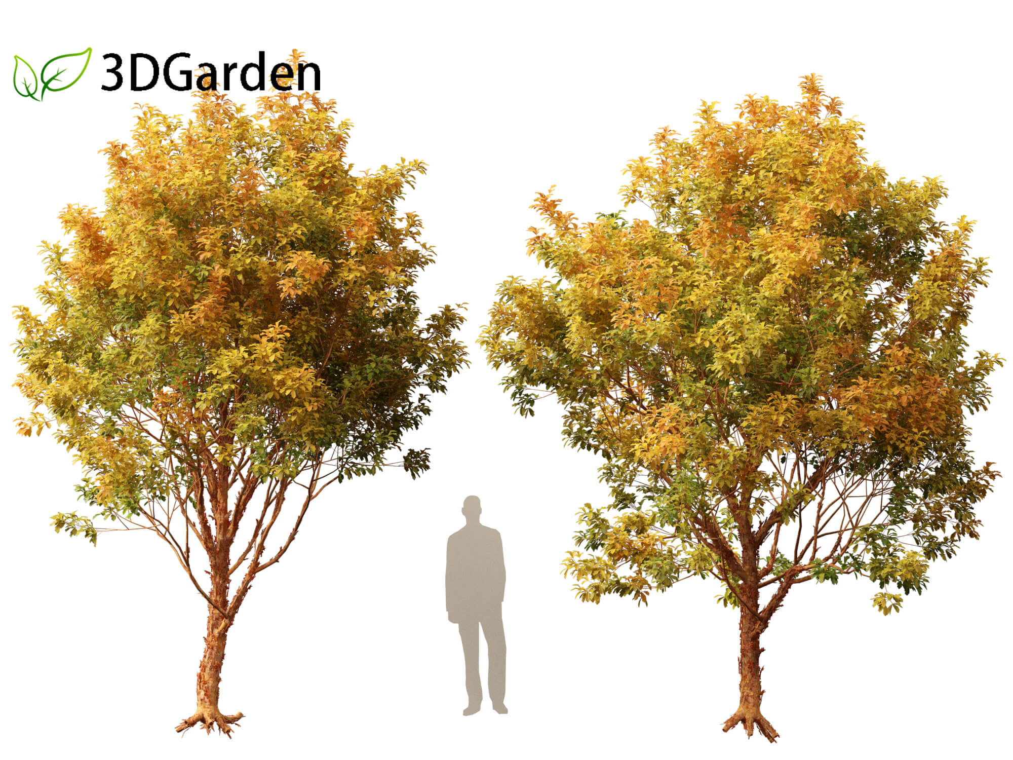 Acer Griseum - Paperbark Maple 02 3D Model by 3dgardenplants