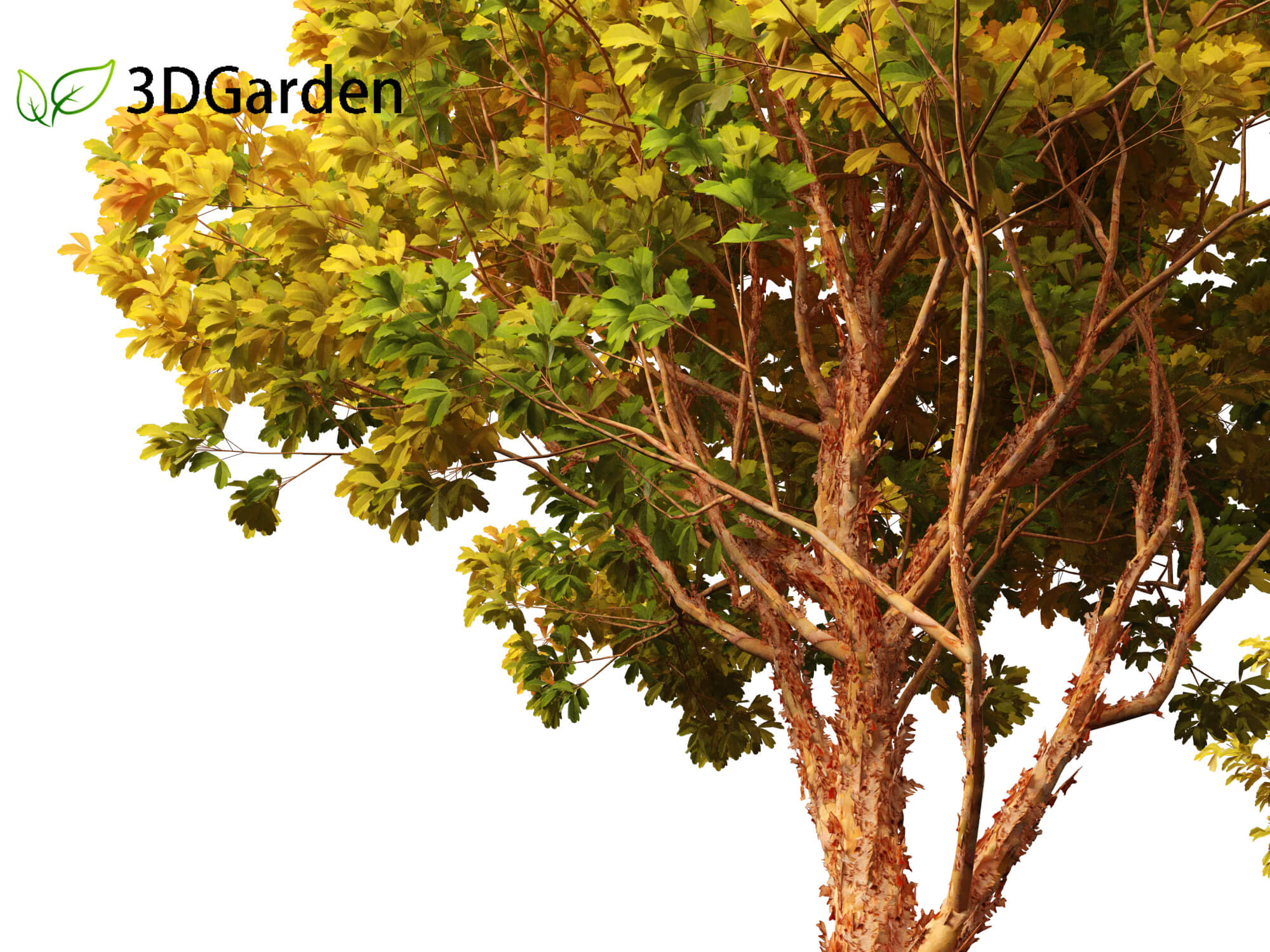 Acer Griseum - Paperbark Maple 02 3D Model by 3dgardenplants