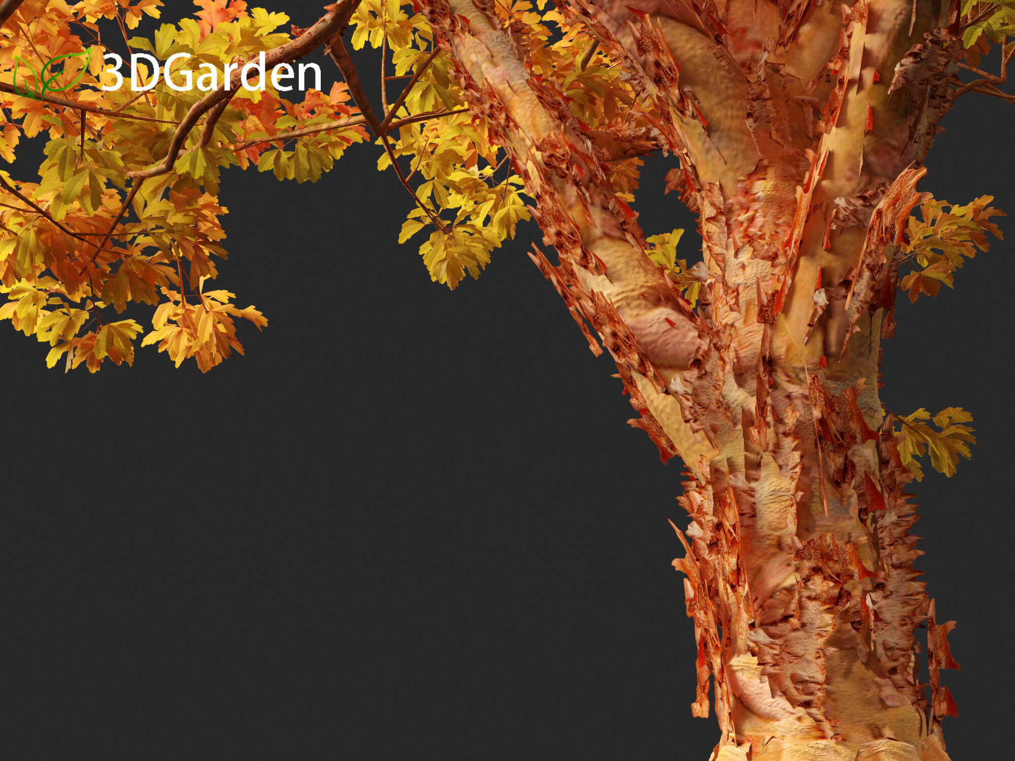 Acer Griseum - Paperbark Maple 02 3D Model by 3dgardenplants