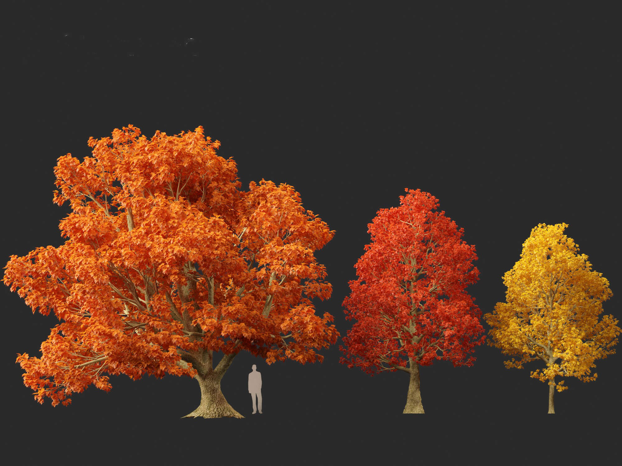 Acer Platanoides - Norway Maple 3D Model by 3dgardenplants