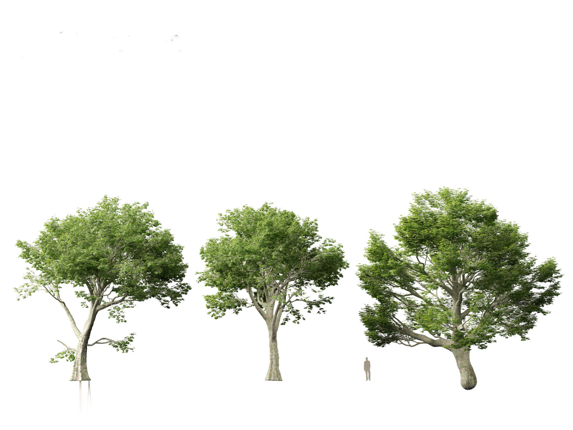 Acer Pseudoplatanus - Sycamore Maple 3D Model by 3dgardenplants