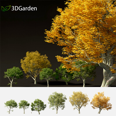3D Models | Trees | Maple Trees | RenderHub