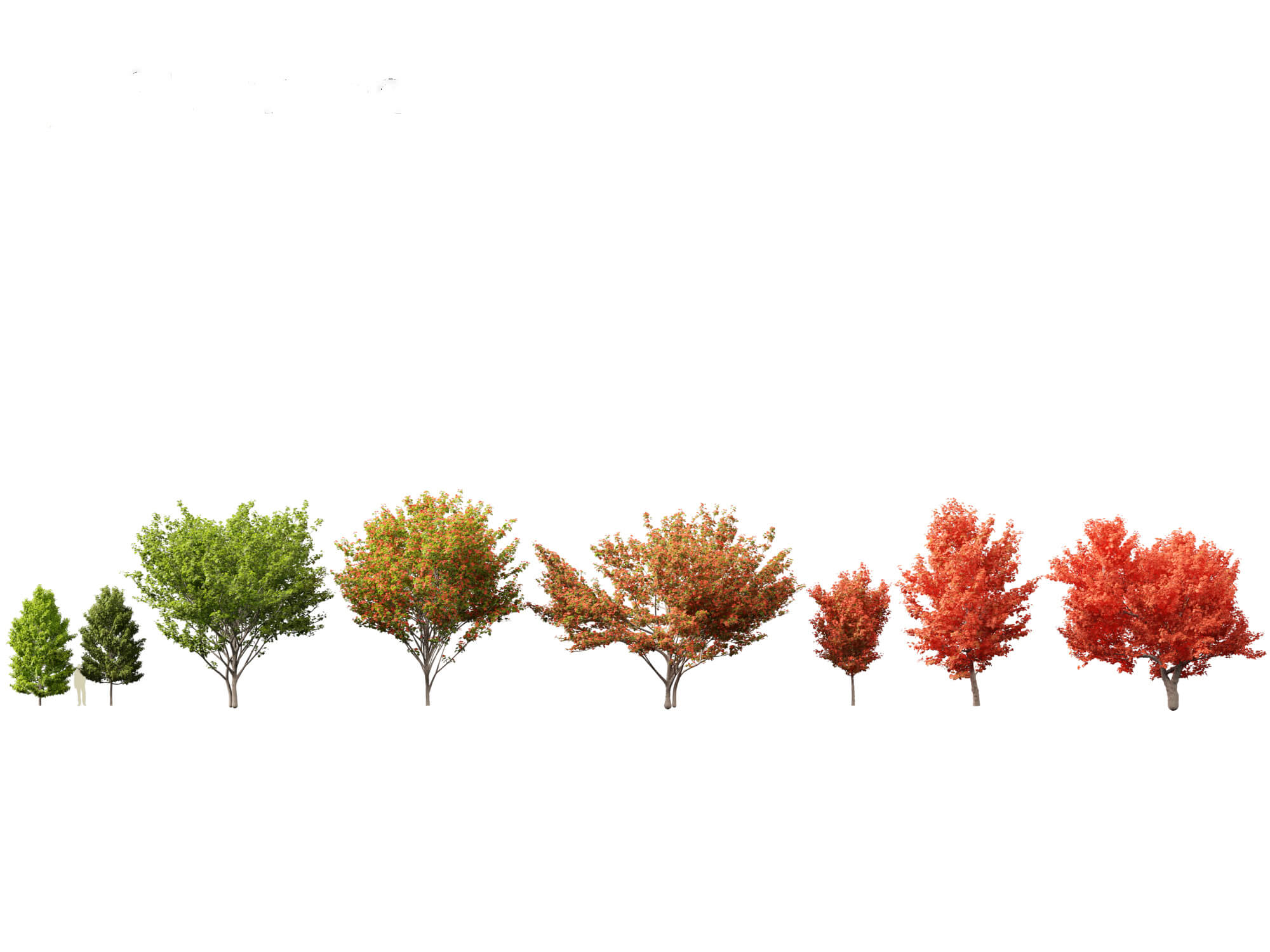 Acer Rubrum - Red Maple 3D Model by 3dgardenplants