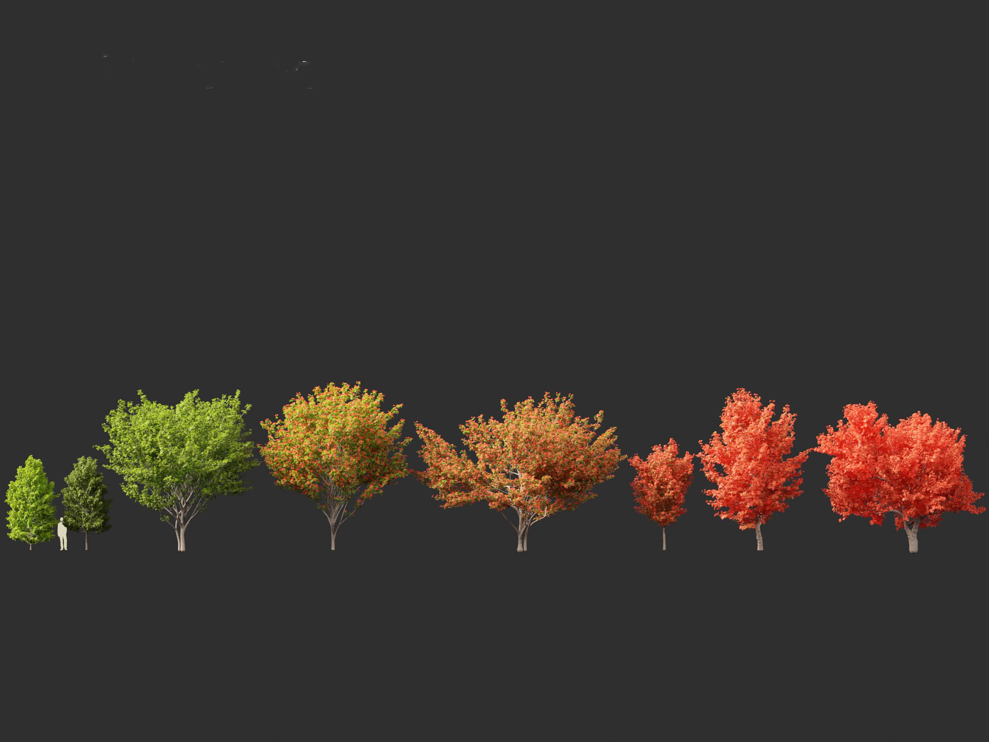 Acer Rubrum - Red Maple 3D Model by 3dgardenplants