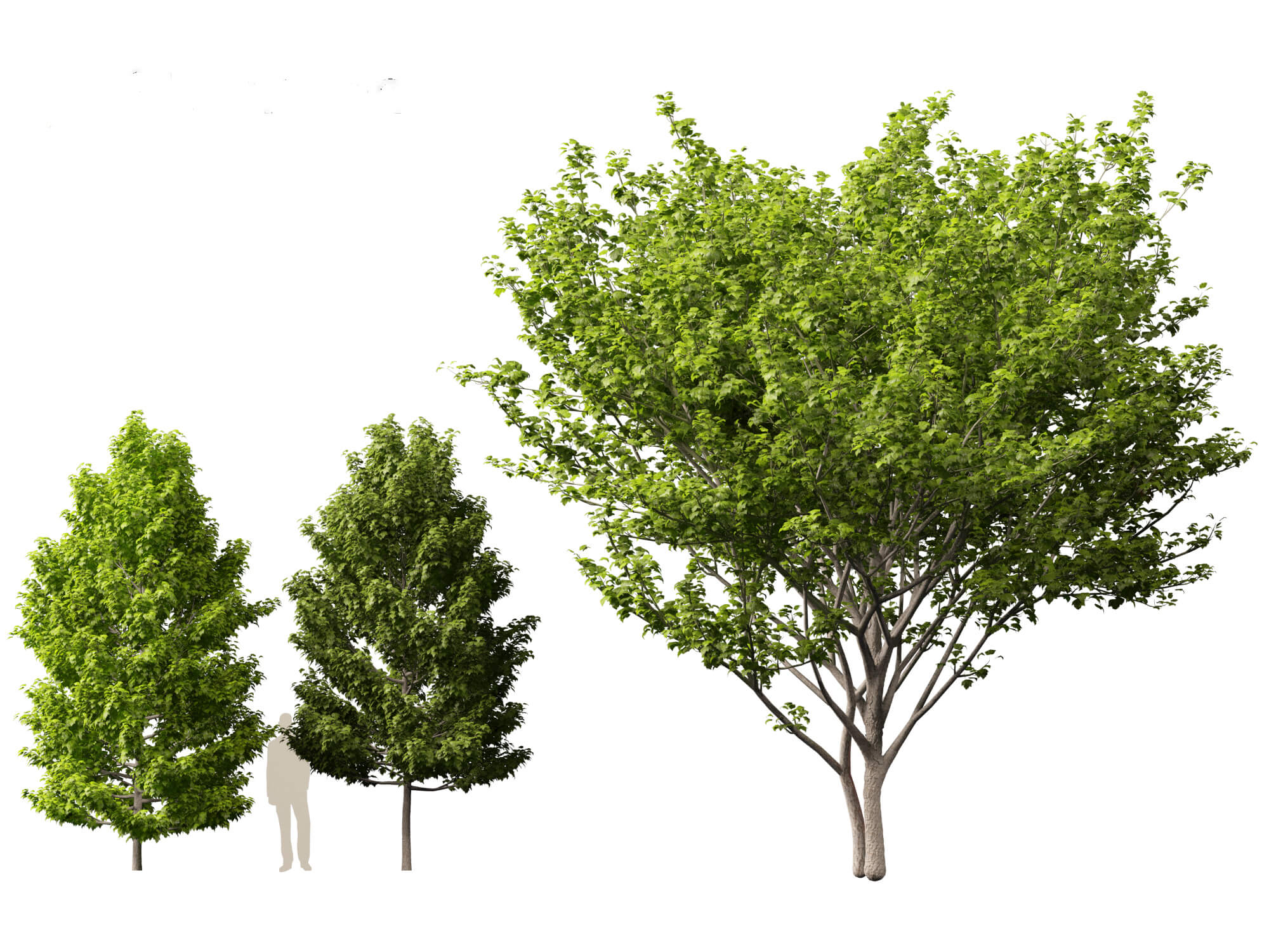 Acer Rubrum - Red Maple 3D Model by 3dgardenplants
