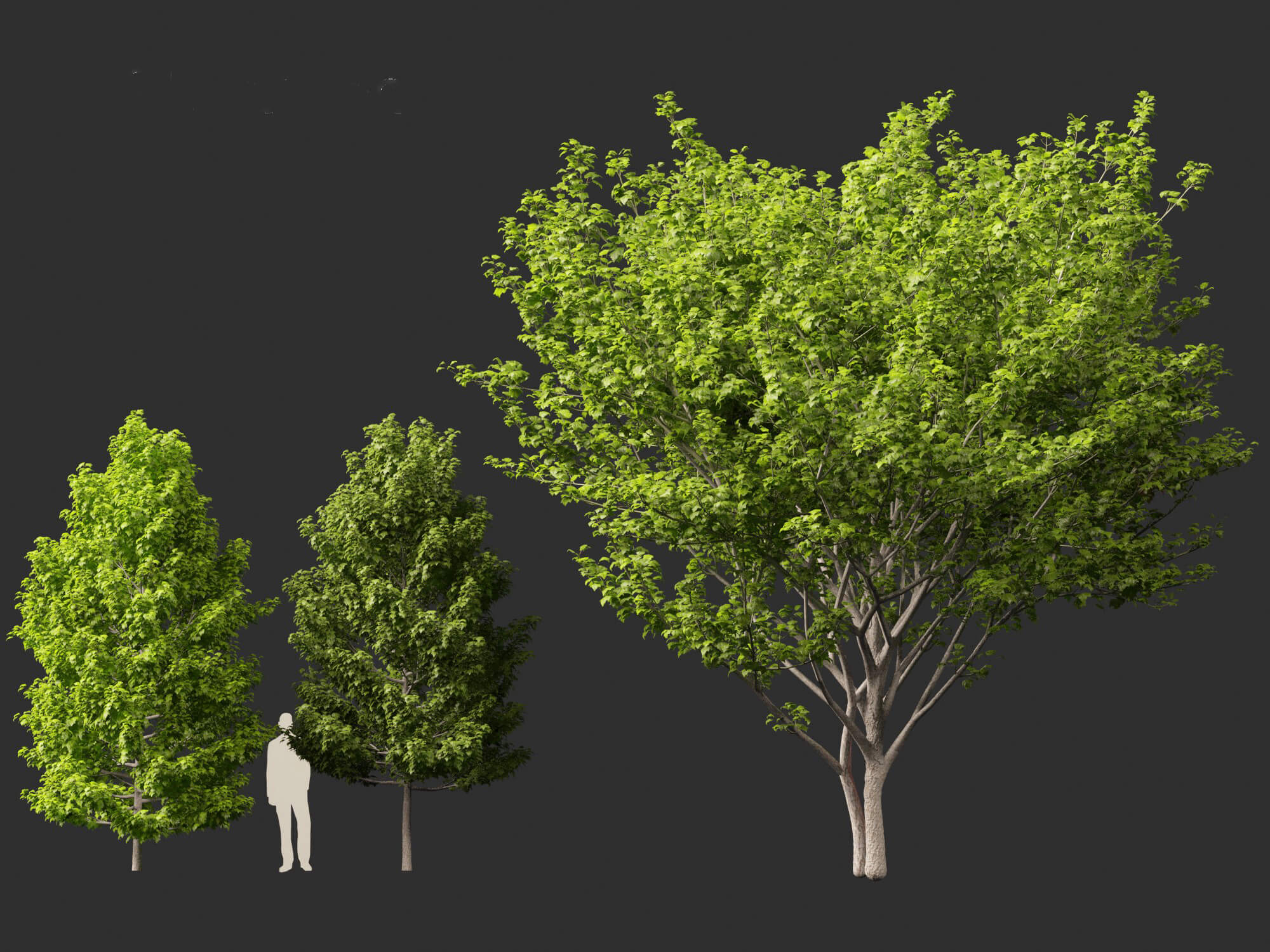 Acer Rubrum - Red Maple 3D Model by 3dgardenplants