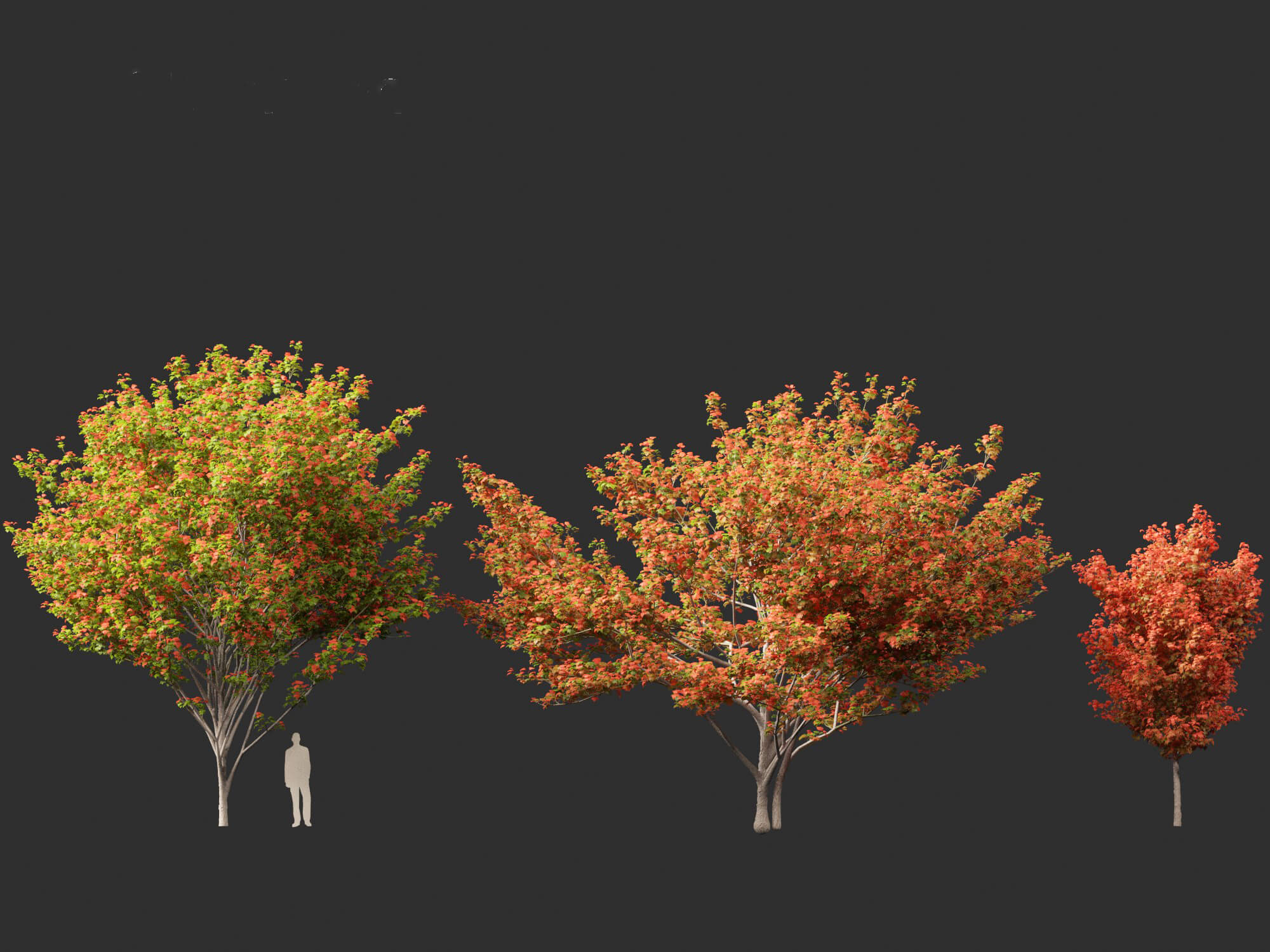 Acer Rubrum - Red Maple 3D Model by 3dgardenplants