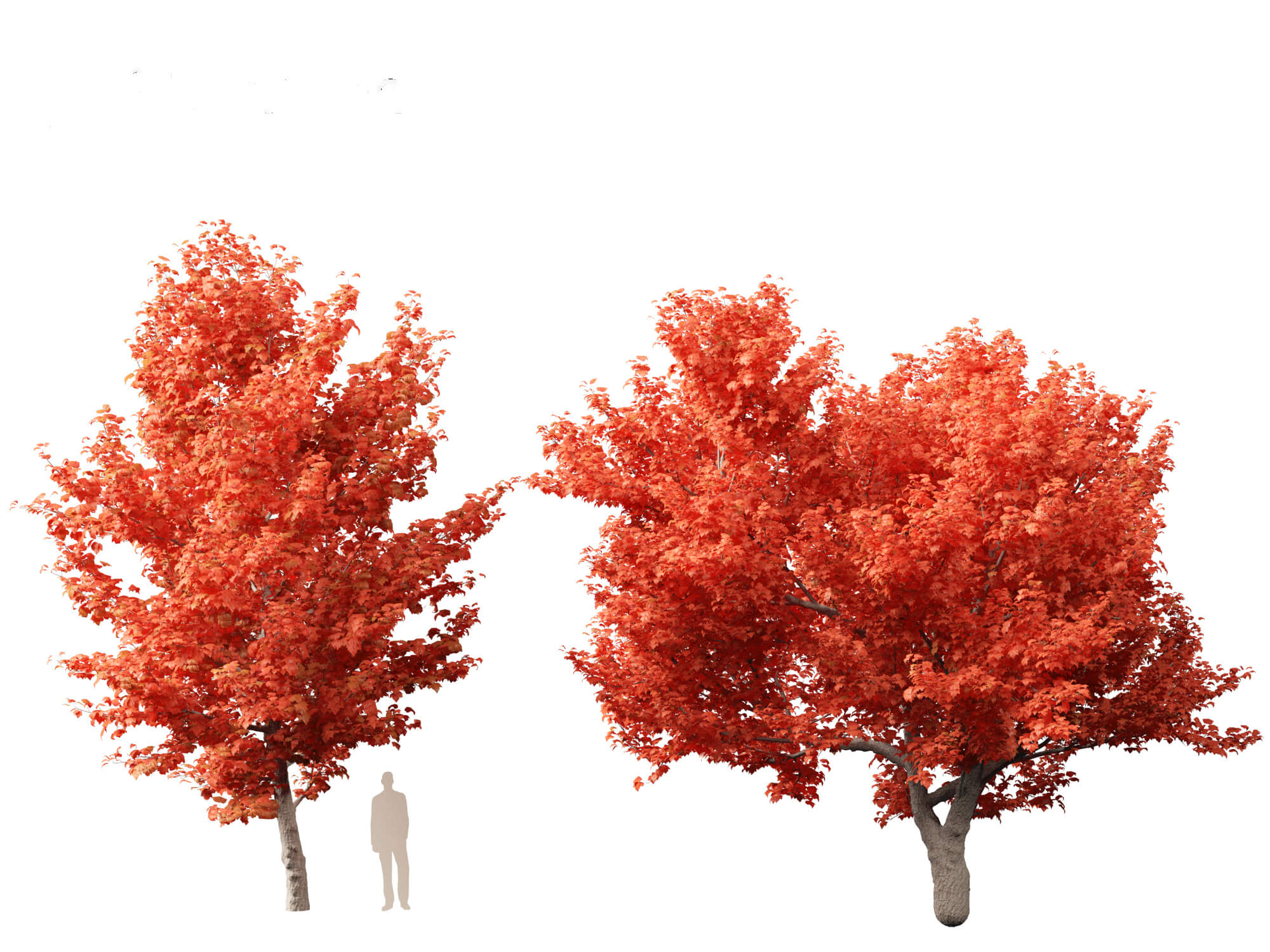Acer Rubrum - Red Maple 3D Model by 3dgardenplants