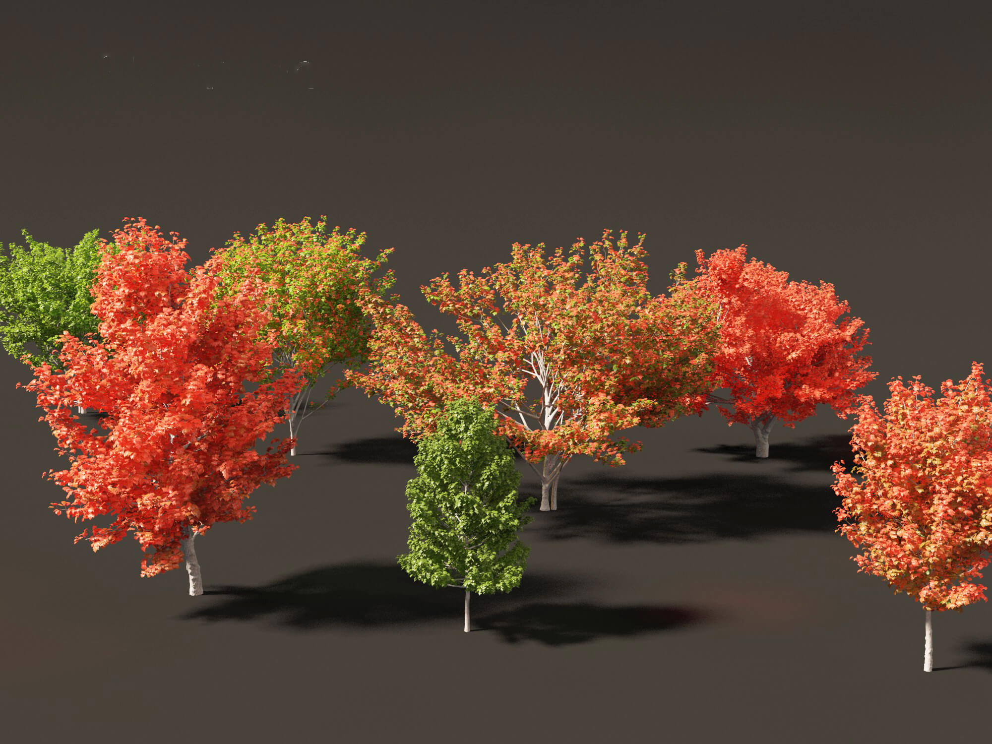 Acer Rubrum - Red Maple 3D Model by 3dgardenplants