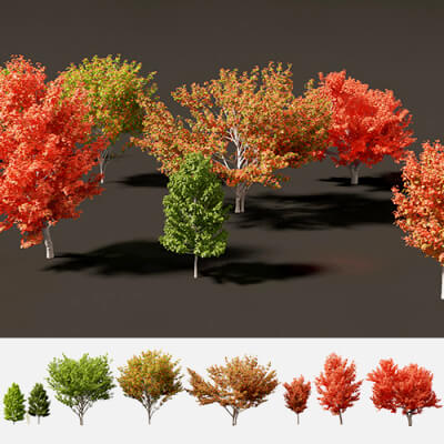 Acer Rubrum - Red Maple 3D Model by 3dgardenplants
