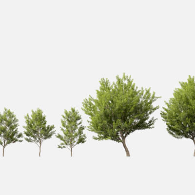 3D Models | Trees | Maple Trees | RenderHub