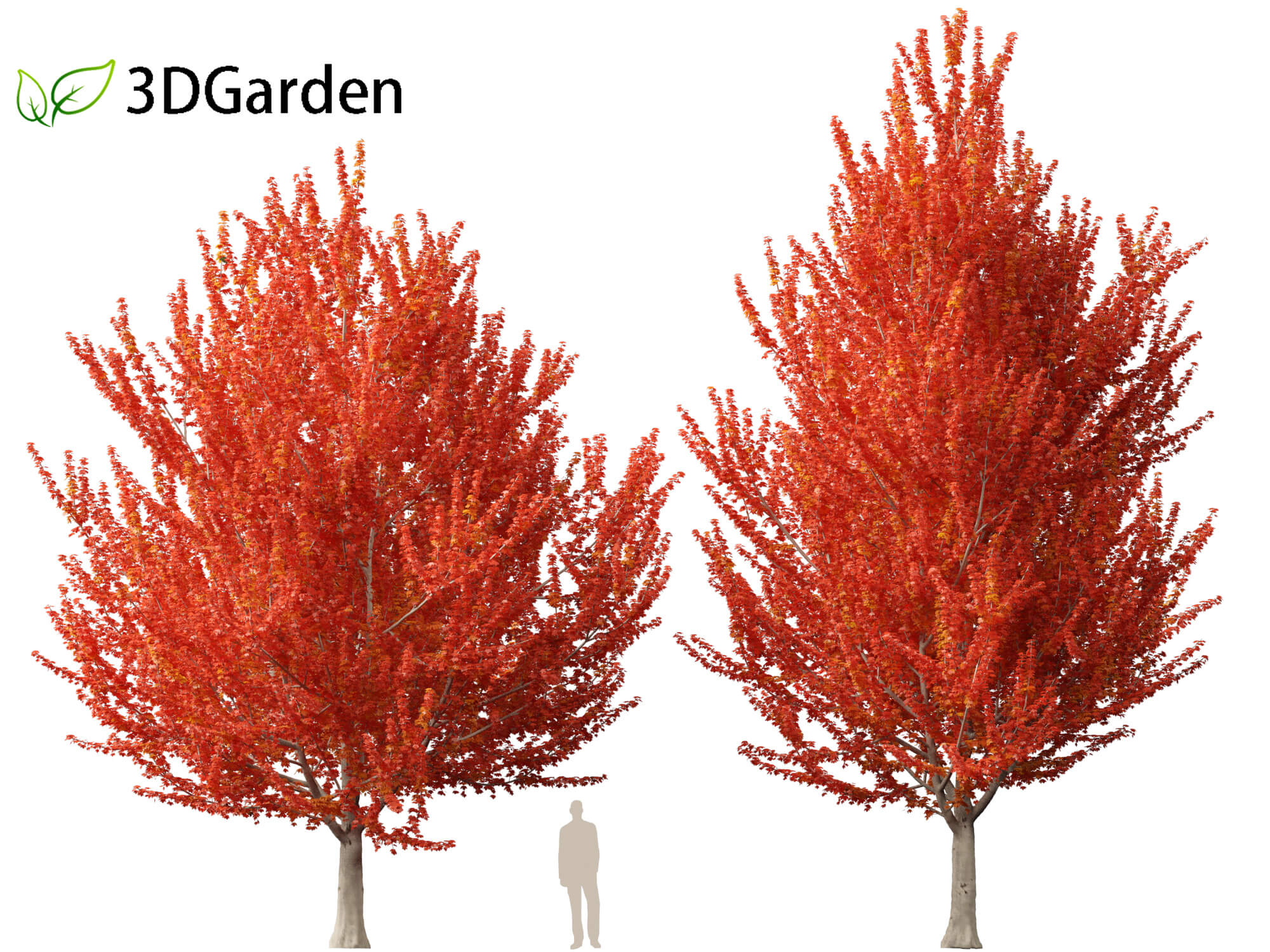 Acer X Freemanii Scarsen Scarlet Sentinel – Freeman Ma - 3D Model by 3dgardenplants