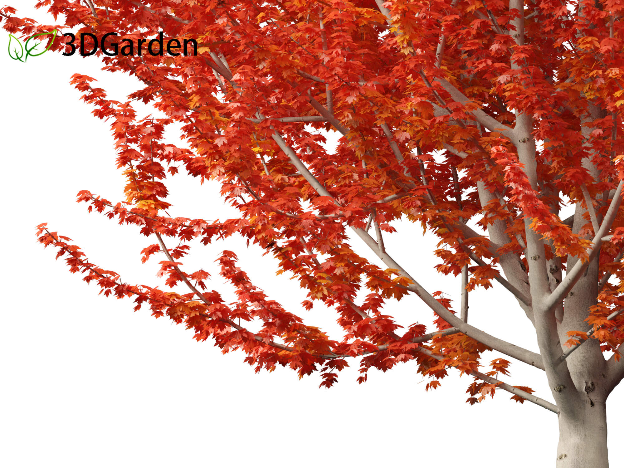 Acer X Freemanii Scarsen Scarlet Sentinel – Freeman Ma - 3D Model by ...