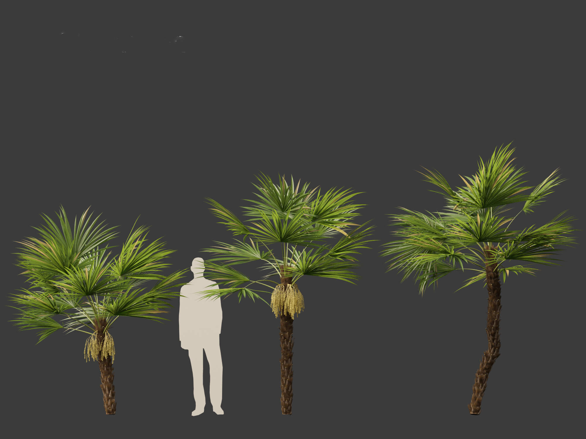 Acoelorrhaphe Wrightii - Everglades Palm 3D Model by 3dgardenplants
