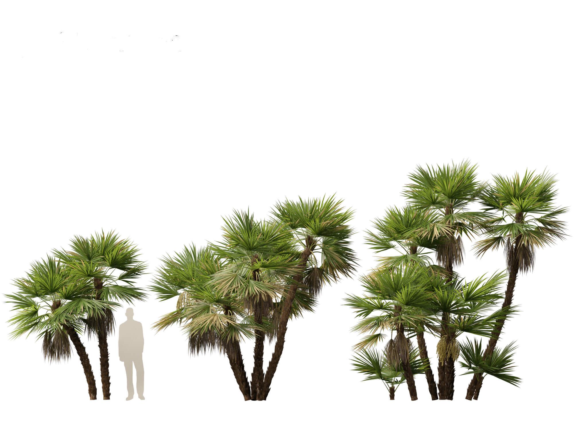 Acoelorrhaphe Wrightii - Everglades Palm 3D Model by 3dgardenplants