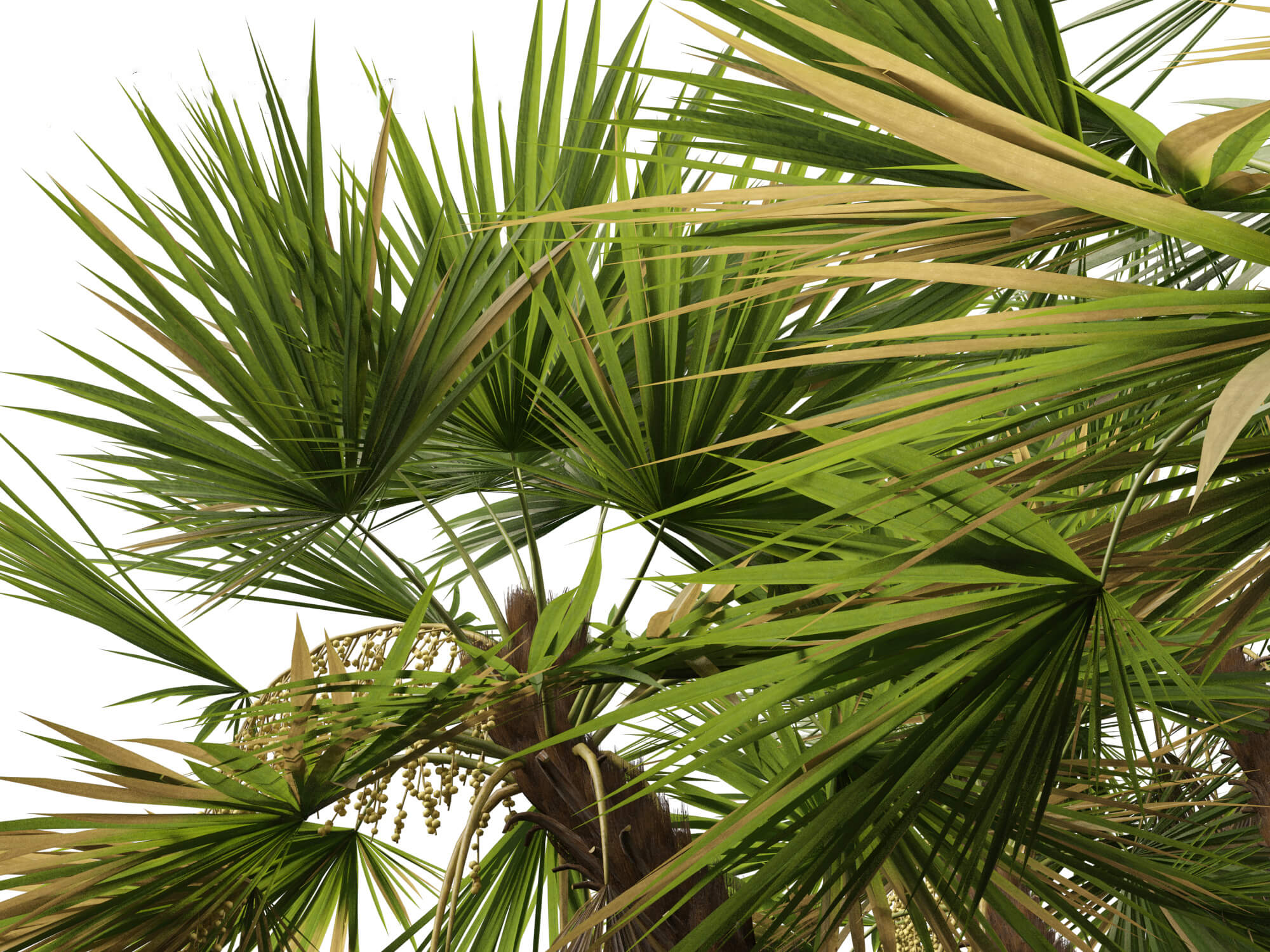 Acoelorrhaphe Wrightii - Everglades Palm 3D Model by 3dgardenplants