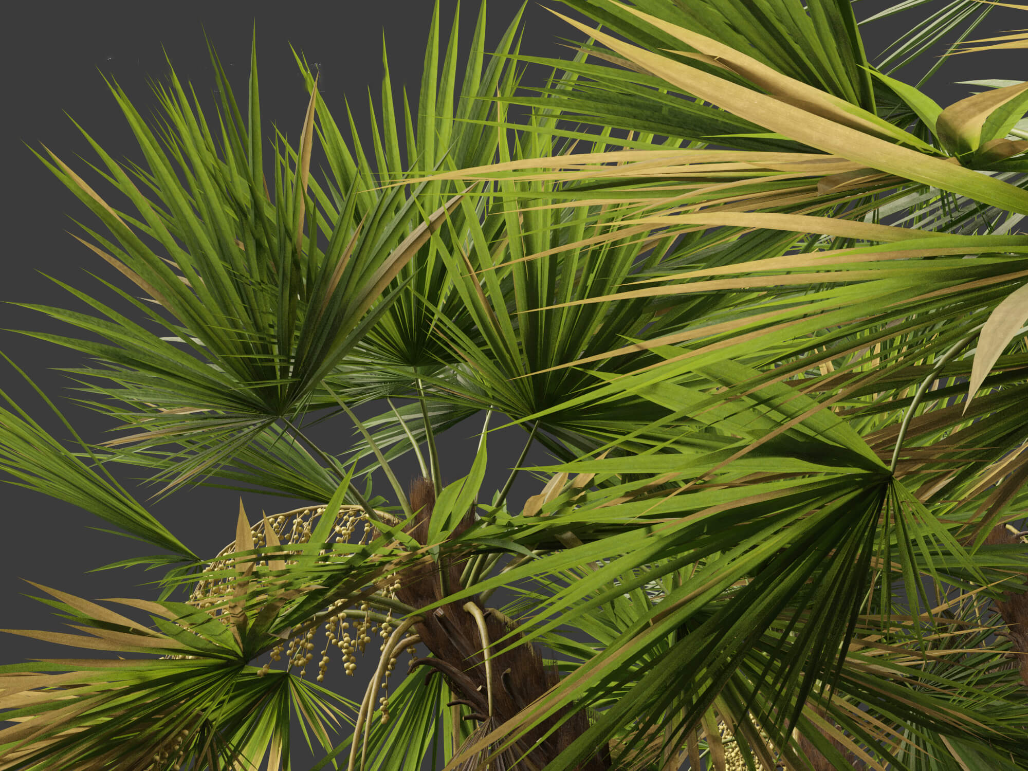 Acoelorrhaphe Wrightii - Everglades Palm 3D Model by 3dgardenplants