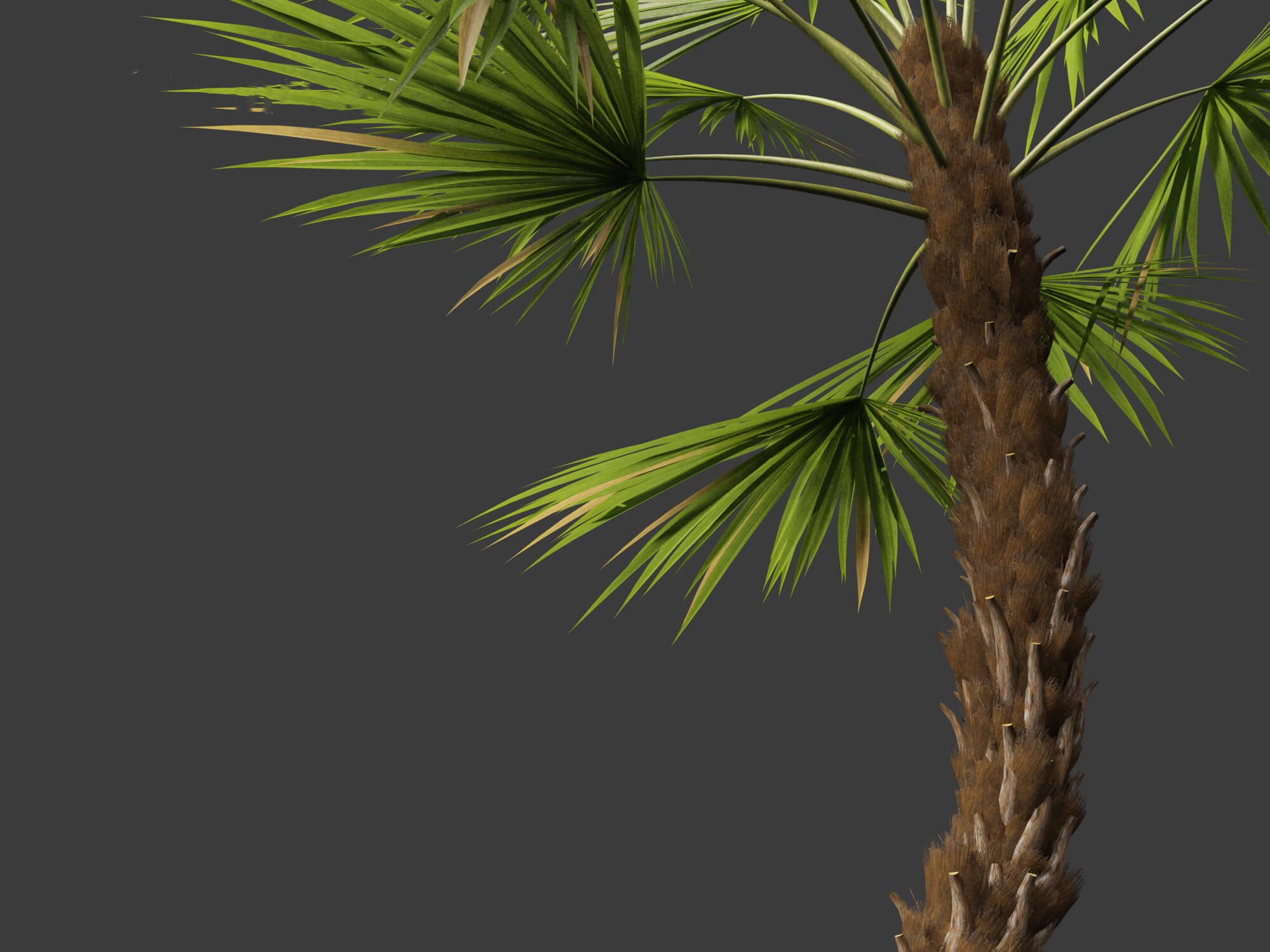 Acoelorrhaphe Wrightii - Everglades Palm 3D Model by 3dgardenplants