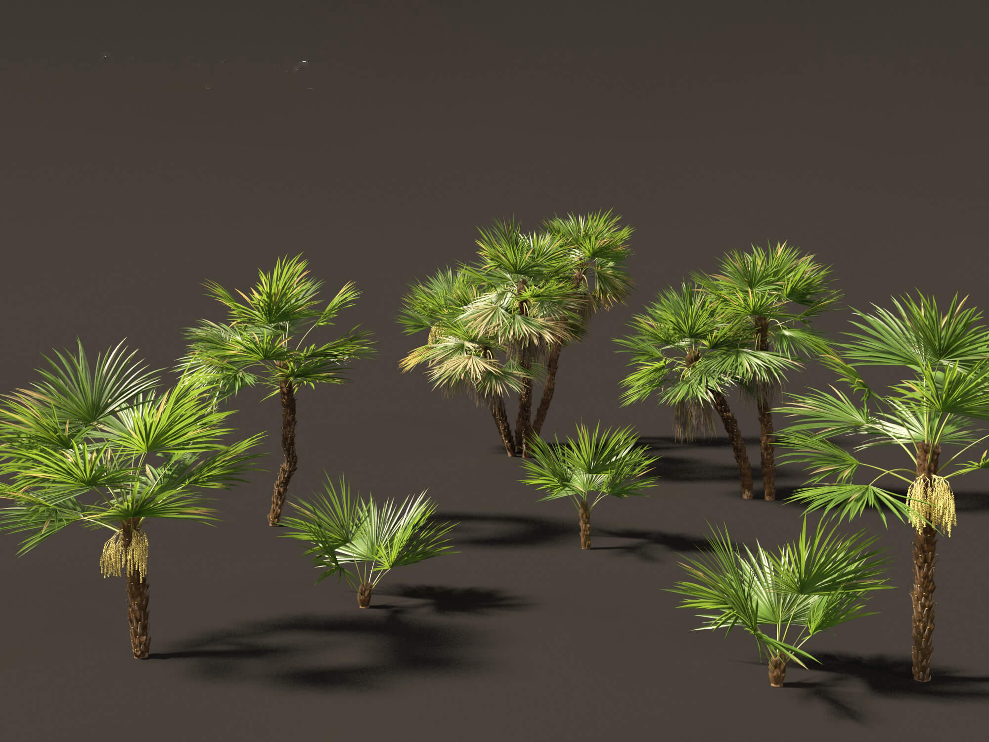 Acoelorrhaphe Wrightii - Everglades Palm 3D Model by 3dgardenplants